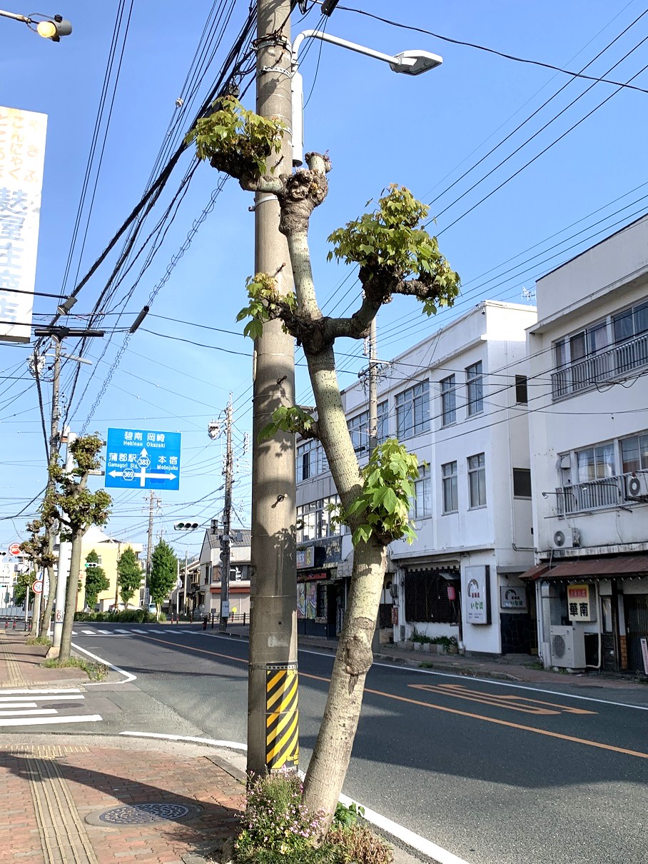 私がセミナーで感動したモルドバの赤ワイン「プルカリ 1827コレクション ララ ネアグラ」入荷！ | 蒲郡の酒屋まん天や